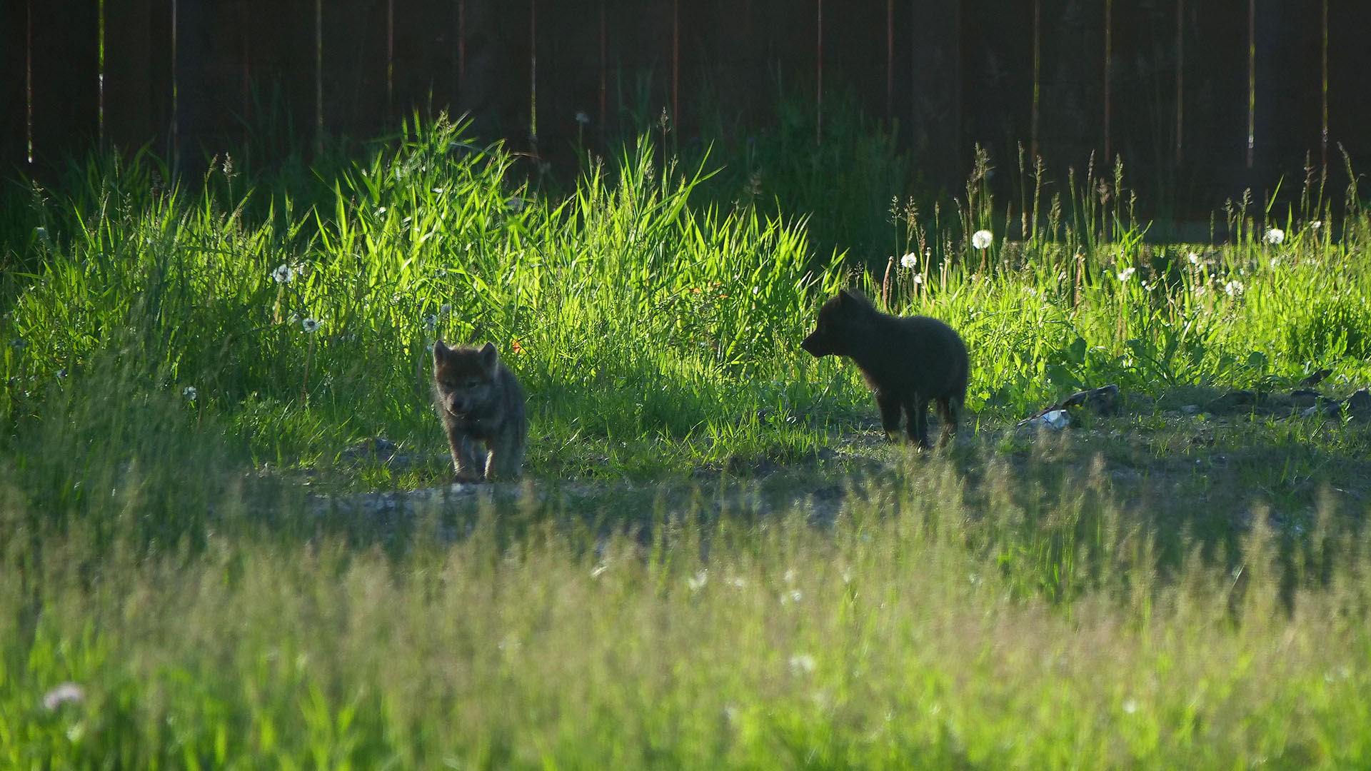Sleeping With the Wolves at Cedar Meadows in Timmins | Northern Ontario Travel
